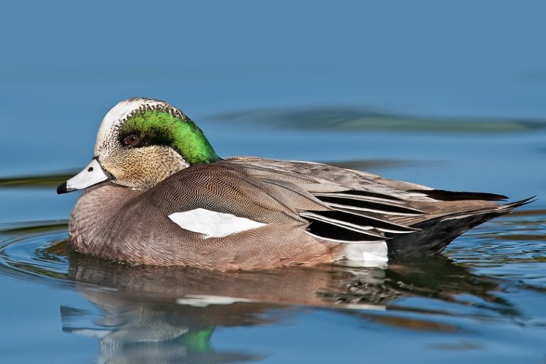 17 Types of Ducks Found in Oregon (With Pictures) - Optics Mag