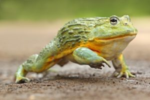 26 Animals That Can See Infrared Light (With Pictures) - Optics Mag