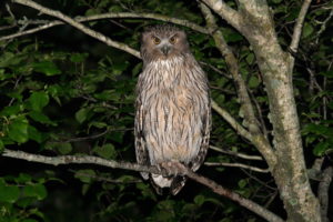 Top 6 Largest Owls in the World (With Pictures) - Optics Mag