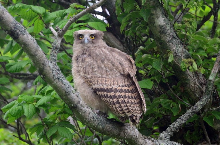 Top 6 Largest Owls in the World (With Pictures) - Optics Mag