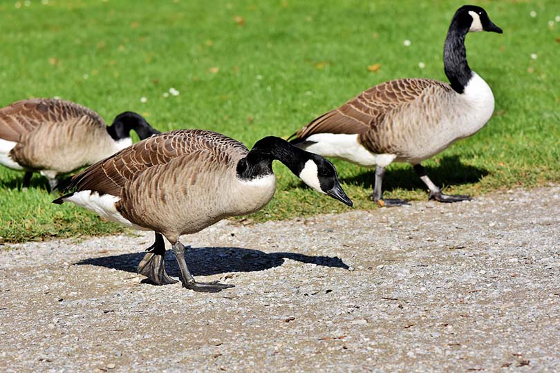 Where Do Geese Migrate? How Do They Know Where to Go? - Optics Mag