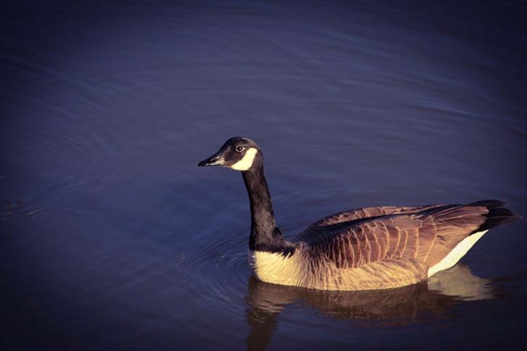 Where Do Geese Migrate? How Do They Know Where to Go? - Optics Mag