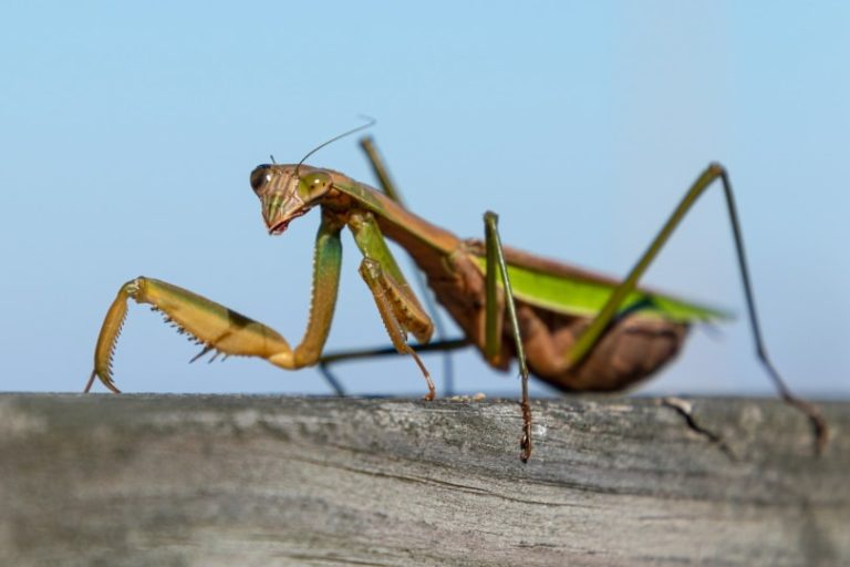 Which Animals Eat Hummingbirds? An Overview of 6 Predators - Optics Mag