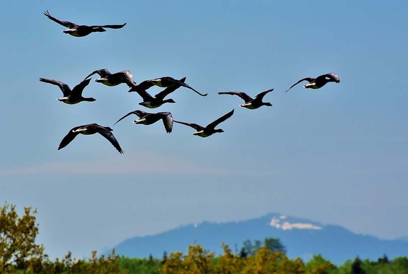 Where Do Geese Migrate? How Do They Know Where to Go? - Optics Mag