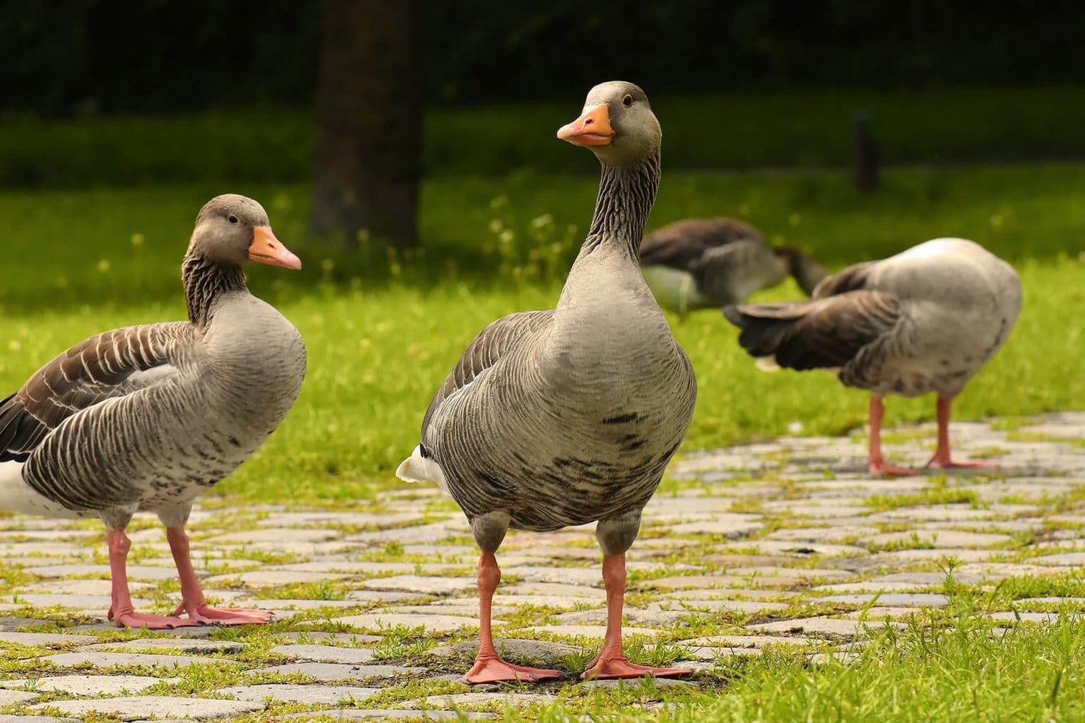 Why Are Geese So Aggressive? Geese Behavior Explained! - Optics Mag