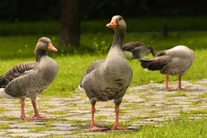 Do Geese Mate for Life? It's a Bit More Complicated Than That - Optics Mag