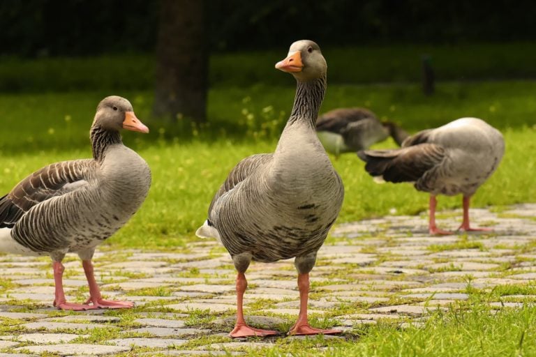 Do Geese Mate for Life? It's a Bit More Complicated Than That - Optics Mag