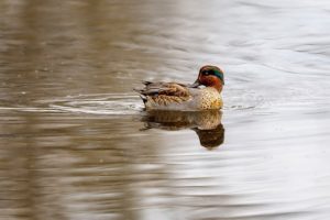 17 Types of Ducks Found in Oregon (With Pictures) - Optics Mag