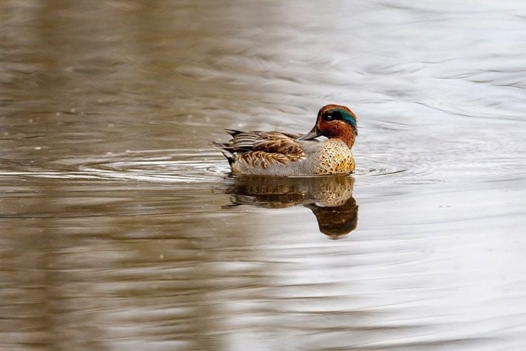 17 Types of Ducks Found in Oregon (With Pictures) - Optics Mag
