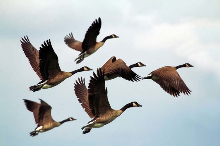 Where Do Geese Migrate? How Do They Know Where to Go? - Optics Mag