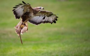 20 Interesting & Fun Harris Hawk Facts You Never Knew - Optics Mag