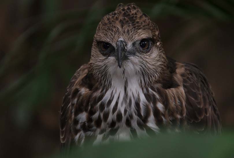 How Long Do Hawk’s Live? (Average Lifespan Data & Facts) - Optics Mag