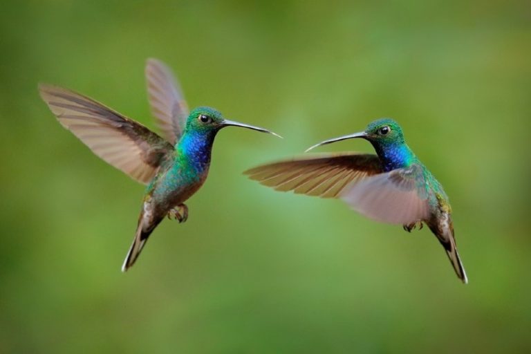 How Fast Do Hummingbirds Fly & Flap Their Wings? - Optics Mag