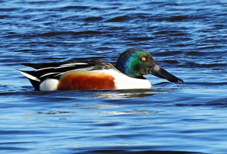 18 Types of Ducks Found in Ohio (with Pictures) - Optics Mag