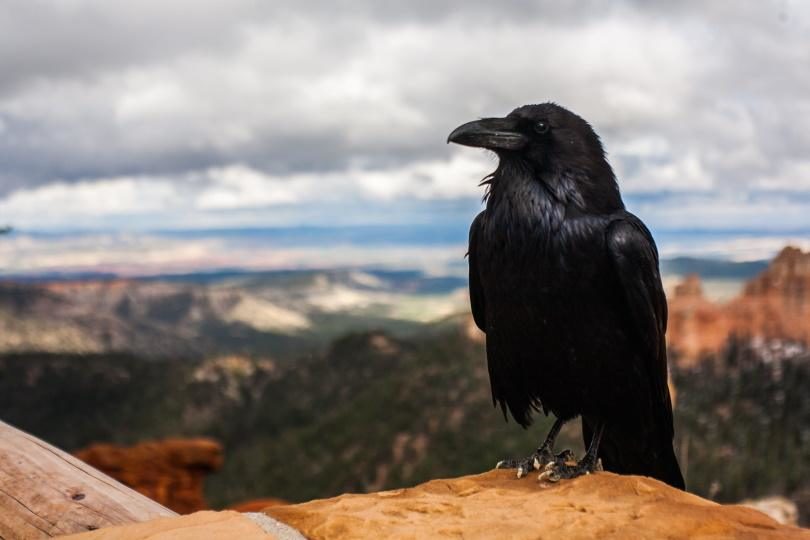 Crows vs Ravens: How to Tell the Difference (With Pictures) - Optics Mag