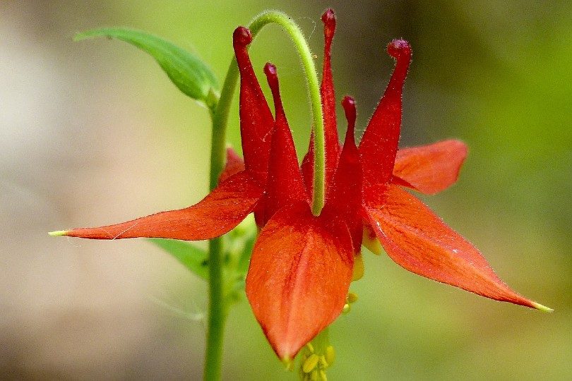 10 Flowers That Attract Hummingbirds (with Pictures) - Optics Mag