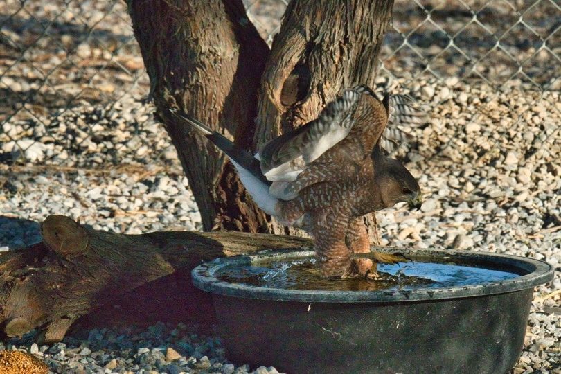 Do Hawks Migrate? The Surprising Answer! - Optics Mag