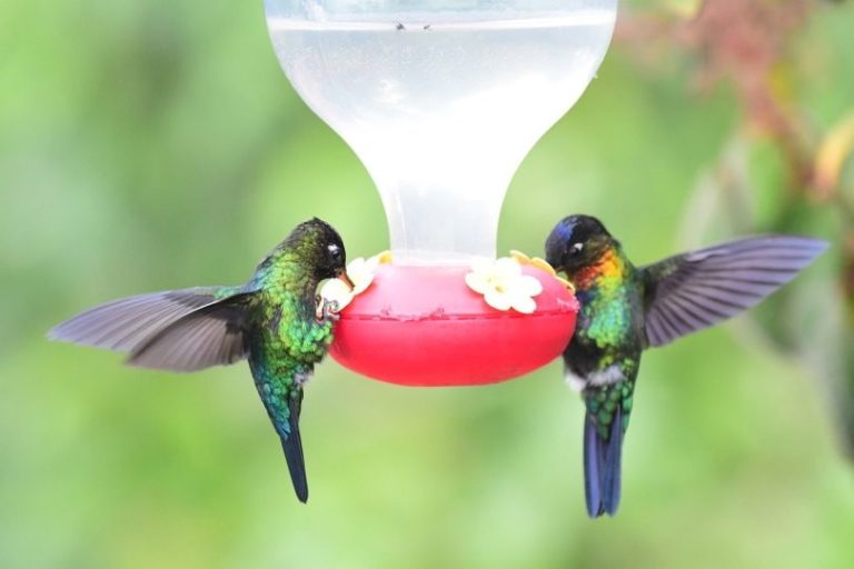 2 DIY Hummingbird House Plans You Can Make Today (With Pictures ...