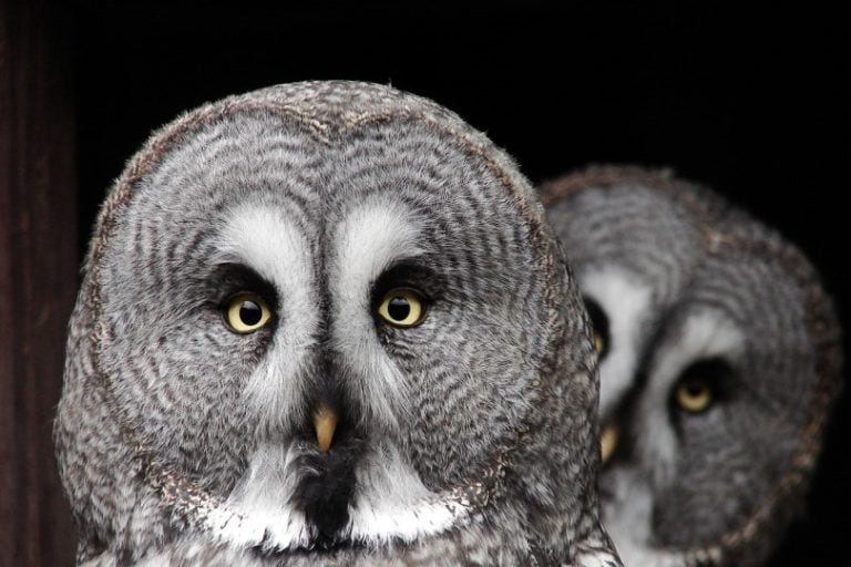 Do Owls Mate for Life? - Optics Mag