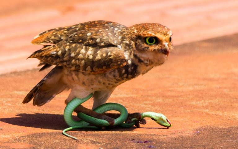 16 Birds That Eat Snakes (With Pictures) - Optics Mag