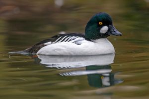 20 Types of Ducks in Illinois (with Pictures) - Optics Mag