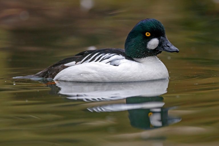 10 Types of Ducks in Virginia (with Pictures) - Optics Mag