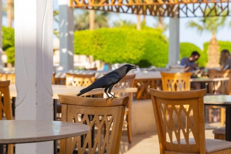 Do Crows Like Shiny Things? Myth or Reality? - Optics Mag