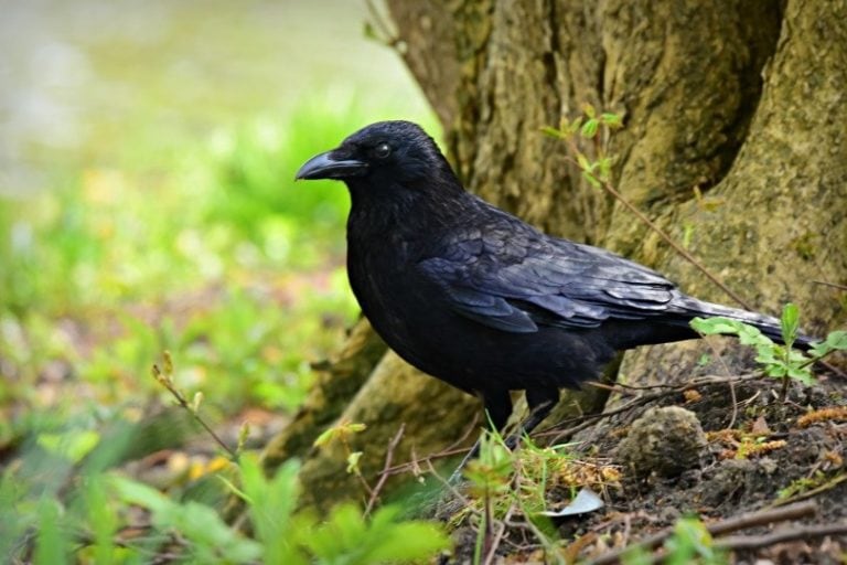 How Long Do Crows Live? (Average & Maximum Lifespan) - Optics Mag