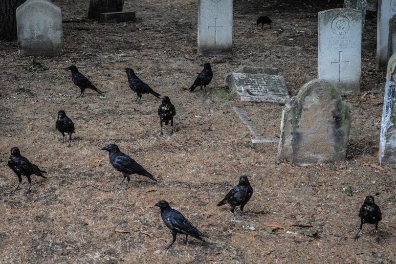 Do Crows Remember Faces? Why You Should Never Cross a Crow! - Optics Mag