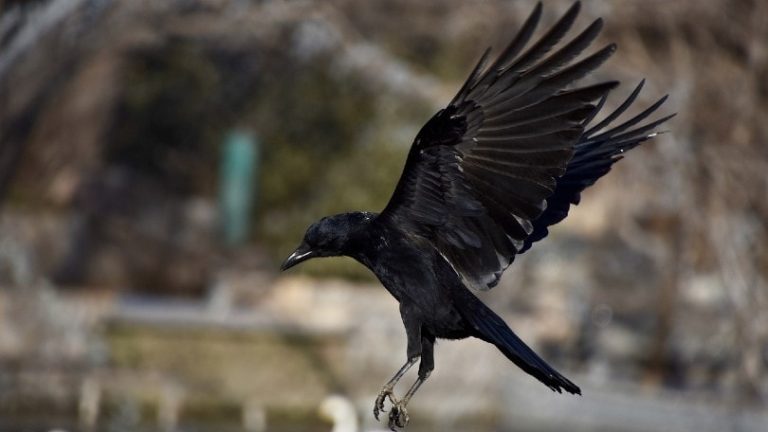 How Long Do Crows Live? (Average & Maximum Lifespan) - Optics Mag