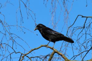 How Long Do Crows Live? (Average & Maximum Lifespan) - Optics Mag