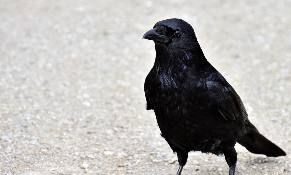 What Do Crows Eat? The Crow Diet Explained - Optics Mag