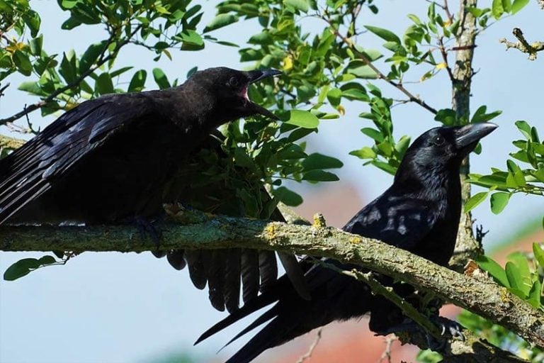 Do Crows Mate for Life? Fun Crow Mating Facts! - Optics Mag