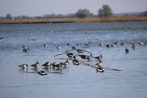 Do Ducks Migrate? Where Do They Go? - Optics Mag