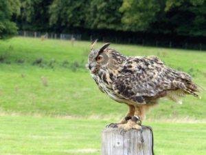 How Intelligent Are Owls? Here's What Science Says - Optics Mag