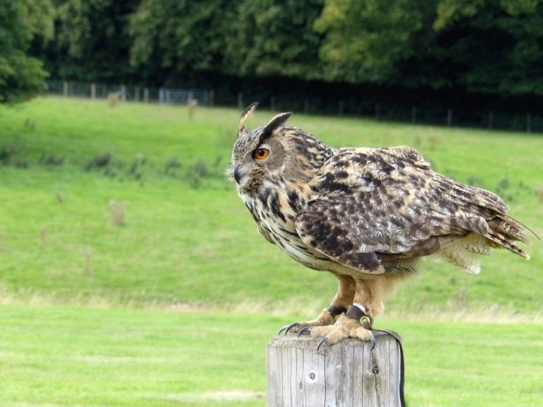 How Intelligent Are Owls? Here's What Science Says - Optics Mag