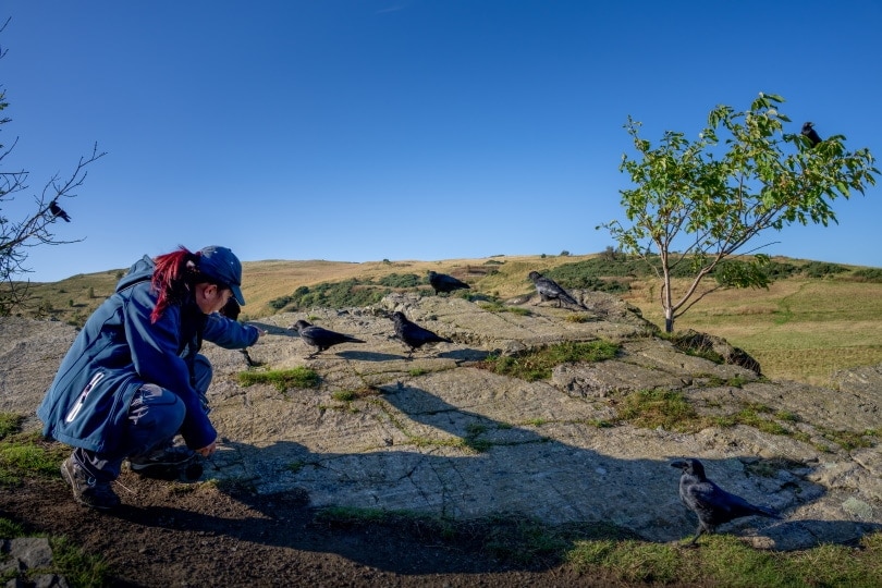 Do Crows Remember Faces? Why You Should Never Cross a Crow! - Optics Mag