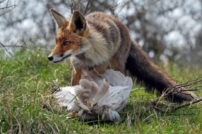 What Animals Can You Hunt in Australia? 5 Common Game Species - Optics Mag