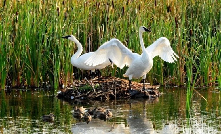 Do Geese Mate for Life? It's a Bit More Complicated Than That - Optics Mag