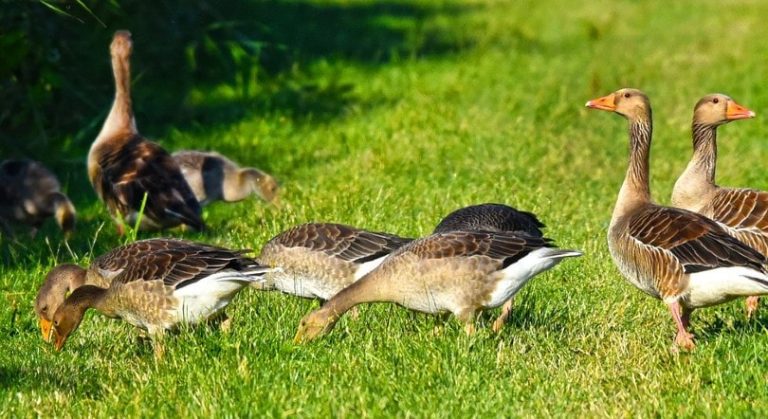 Do Geese Mate for Life? It's a Bit More Complicated Than That - Optics Mag