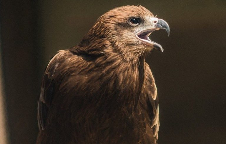 Why Do Hawks Screech? 5 Reasons for This Behavior - Optics Mag