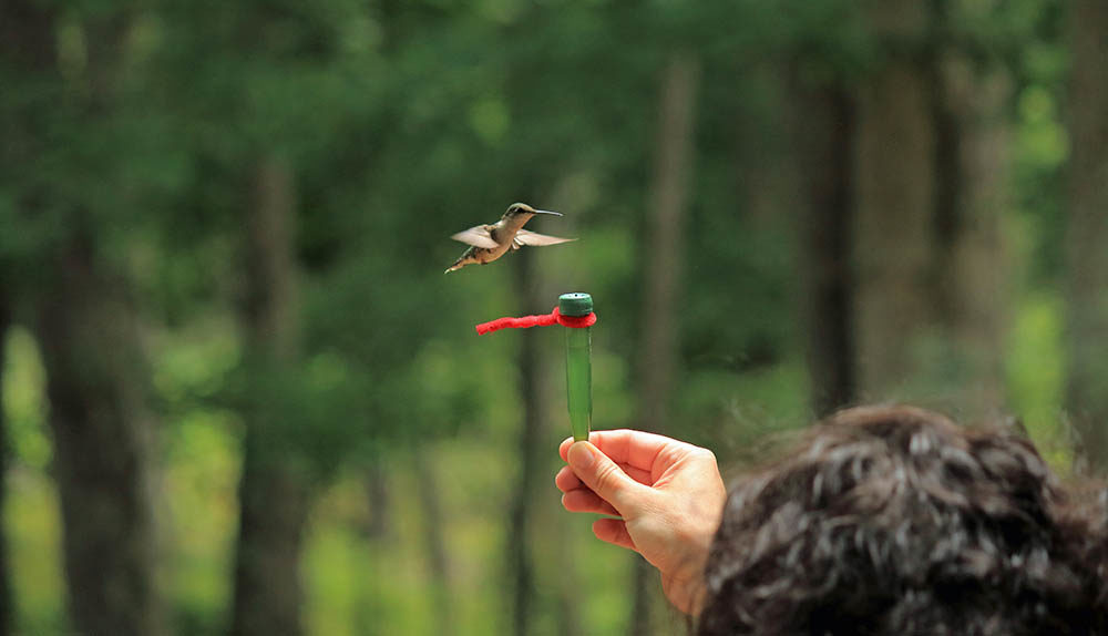 Why Do Hummingbirds Hover in Your Face? 4 Reasons for This Behavior ...