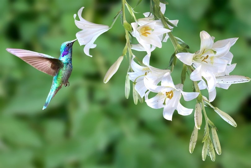 Are Hummingbirds Territorial? Why Do They Fight So Much? - Optics Mag
