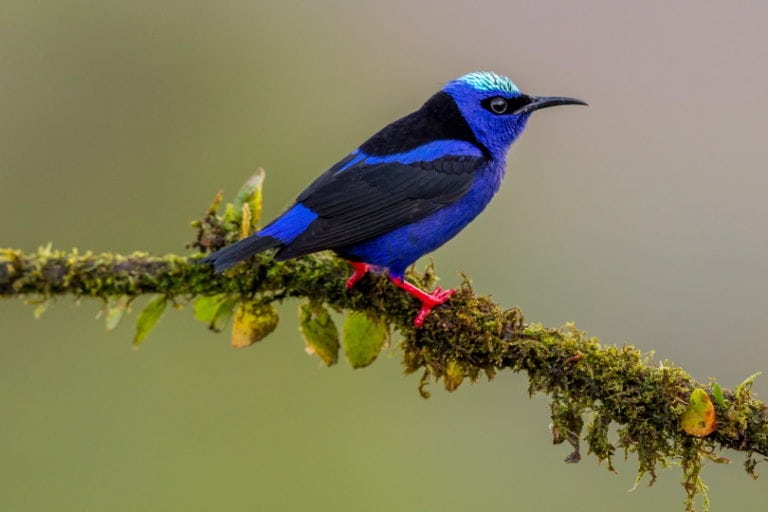 8 Naturally Occurring Hummingbird Colors: An Overview (with Pictures ...