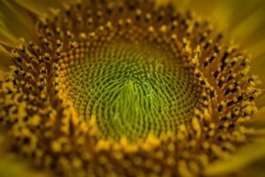 What Does Pollen Look Like Under a Microscope? - Optics Mag