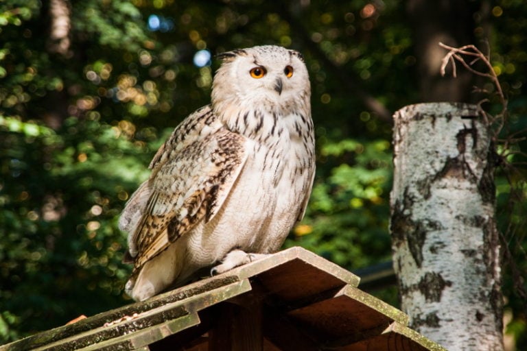 Do Owls Hoot During the Day? Why Do They Do It? - Optics Mag