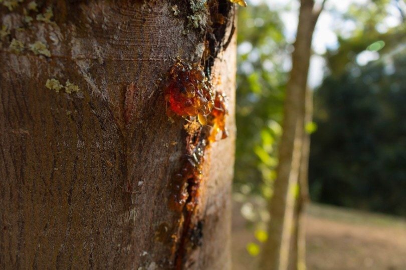 What Do Hummingbirds Eat? What You Need To Know! - Optics Mag