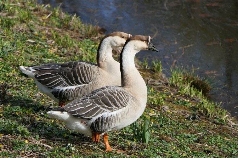 23 Types of Geese Breeds: An Overview (with Pictures) - Optics Mag