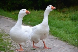 Why Are Geese So Aggressive? Geese Behavior Explained! - Optics Mag