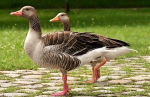 Do Geese Mate for Life? It's a Bit More Complicated Than That - Optics Mag